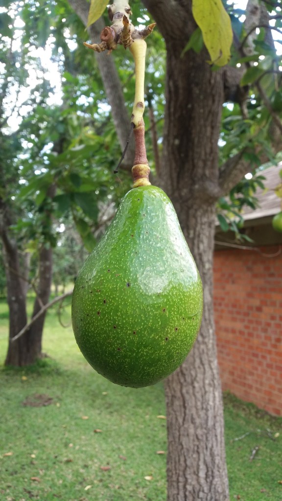 An Artistic Afternoon at Chaminuka – The Points of Lu